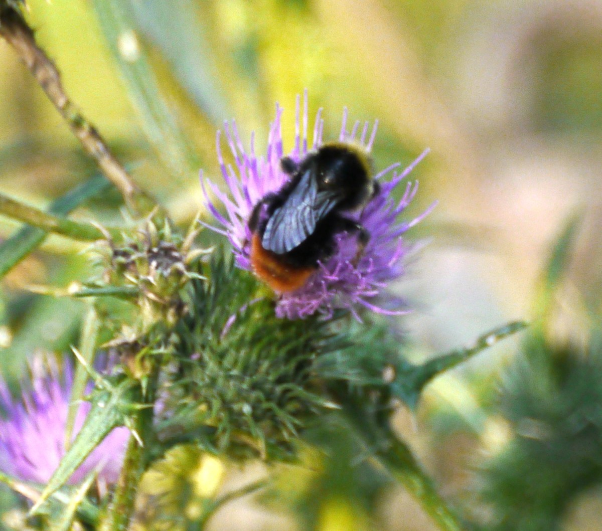 Thistle | Stick To Plan Bee