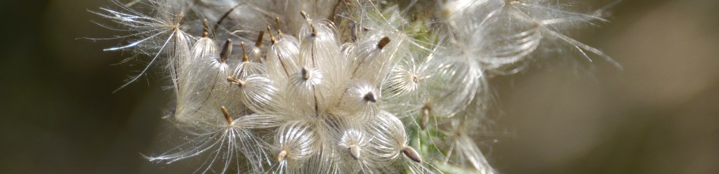 Thistle | Stick To Plan Bee