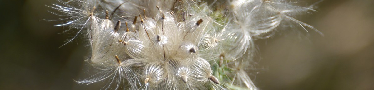 Thistle | Stick To Plan Bee